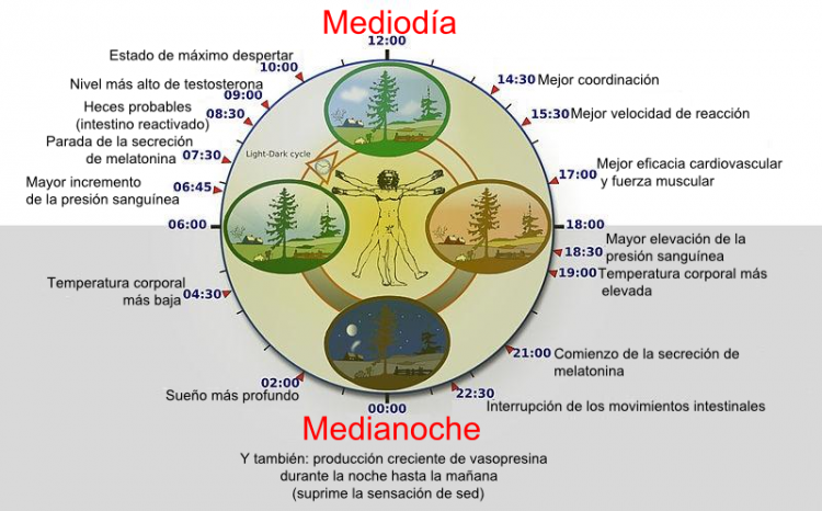 Realmente, ¿vivimos en armonía con nuestros ciclos naturales de tiempo ...